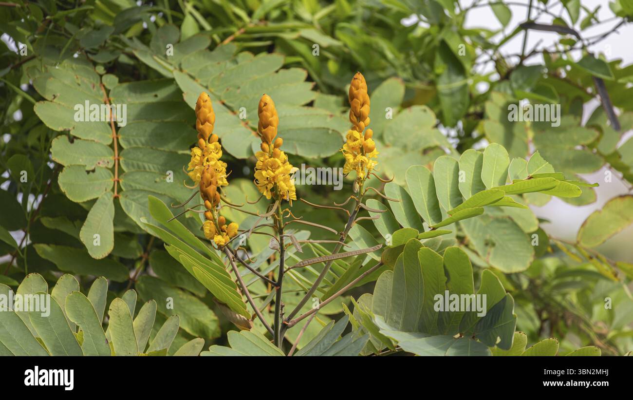Senna alata flower in Charco Verde Park and Butterfly avaiary at ...