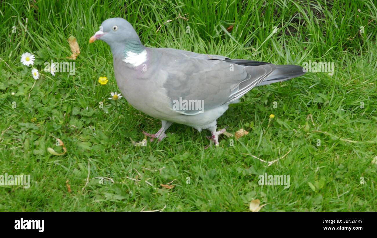 London, England 31st May 2025 Pigeon in RegentÕs Park on May 31, 2025 ...