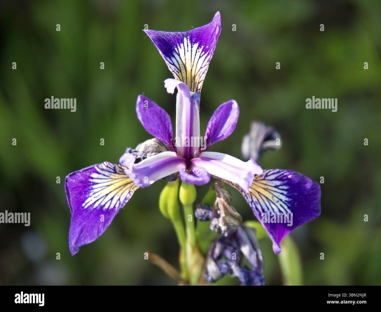 Exotic purple flower with striking patterns and details over a green ...