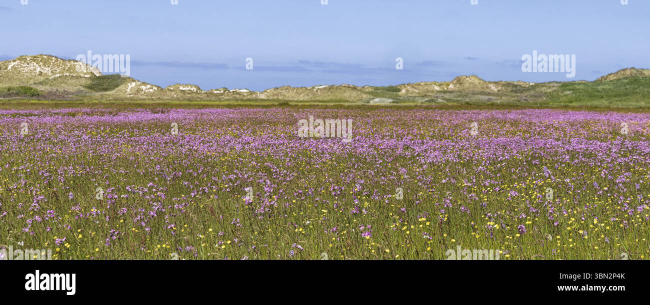 Landscape nature reserve The Boschplaat with colorful purple flowers ...