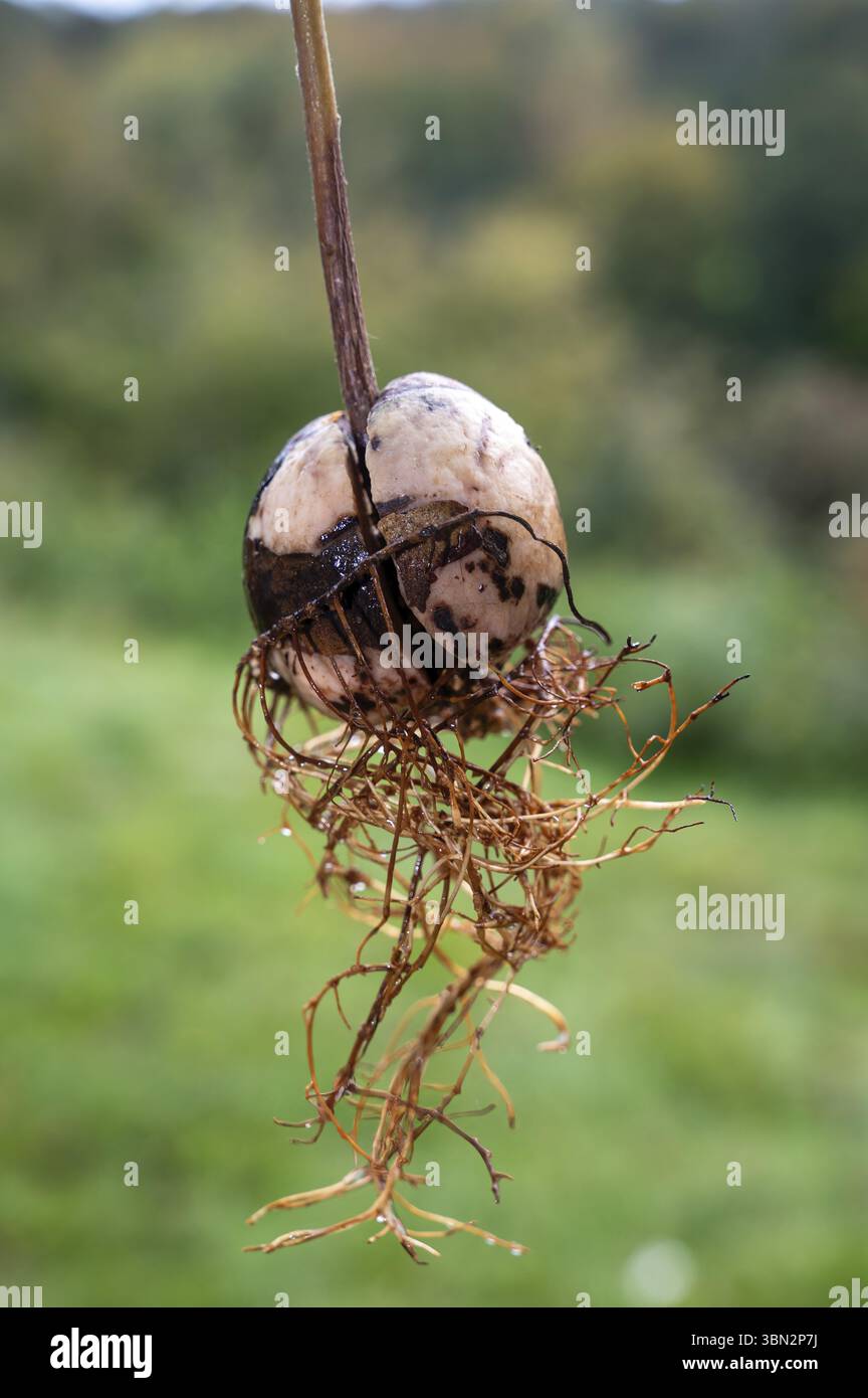 Avocado pit (Persea americana) with roots in front of a green ...