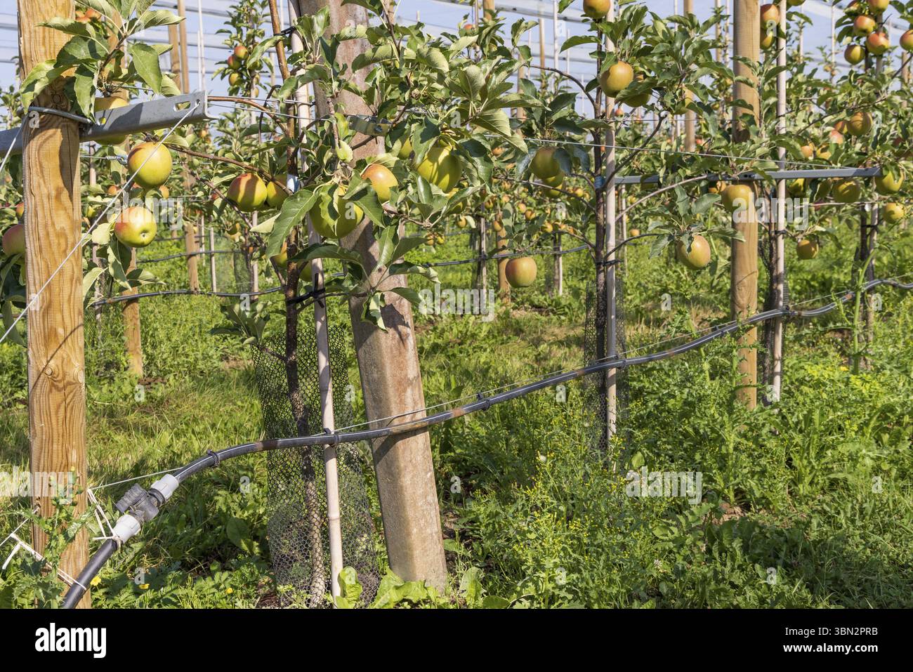 Fruit orchard with apple trees protected by canvas fence with watering ...