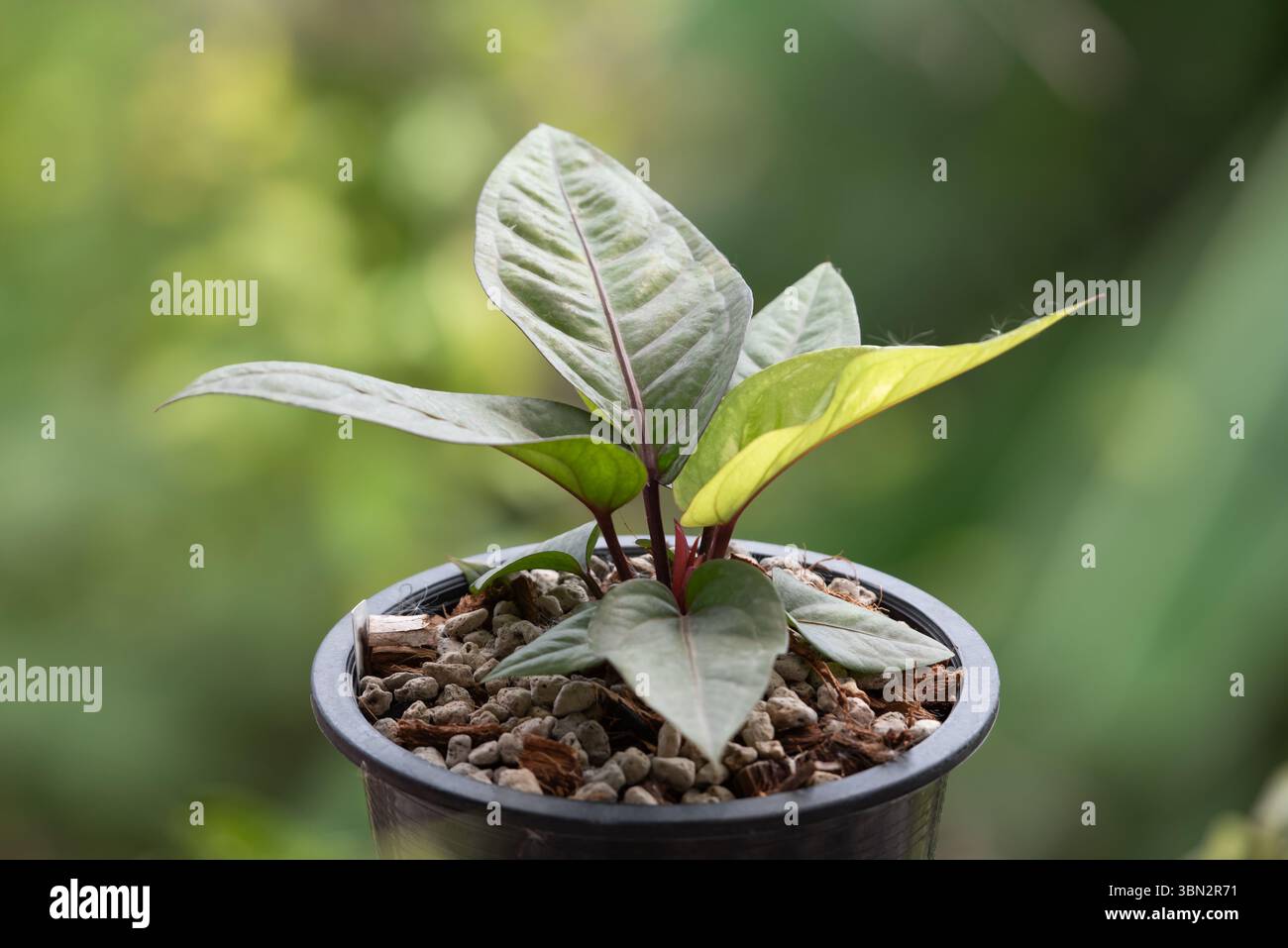Greenery background, Anthurium Renaissance Variegated, green color of ...