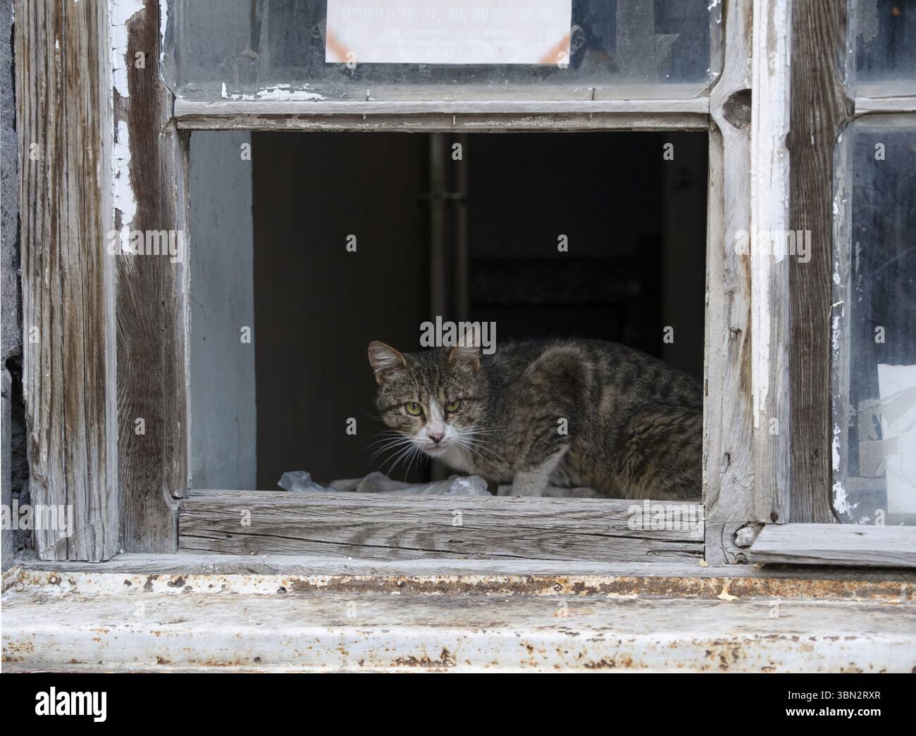 A homeless cat looks out of the window of an abandoned house, Gyumri ...