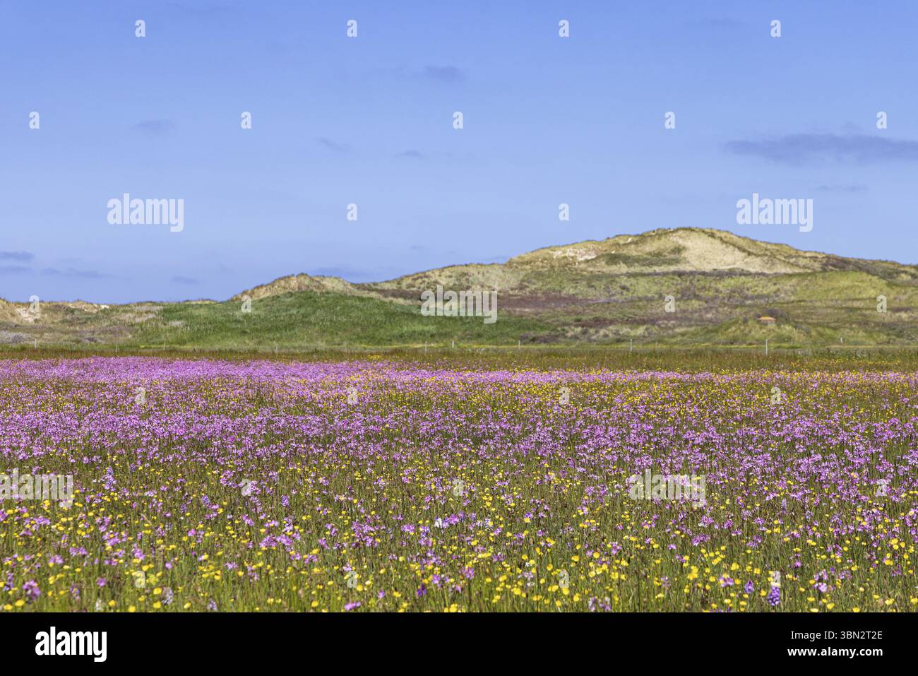 Landscape nature reserve The Boschplaat with colorful purple flowers ...