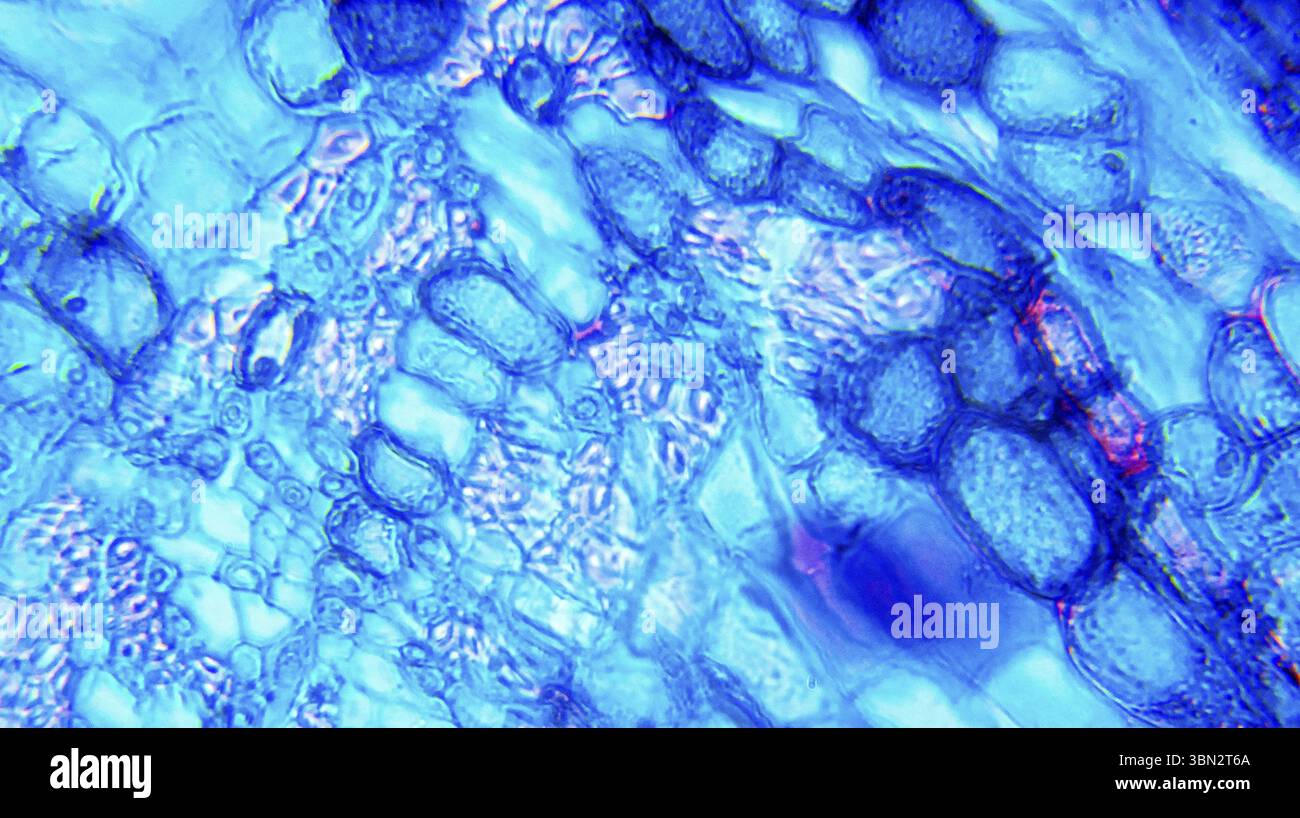 Tilia Stem under Optical Microscope Stock Photo - Alamy