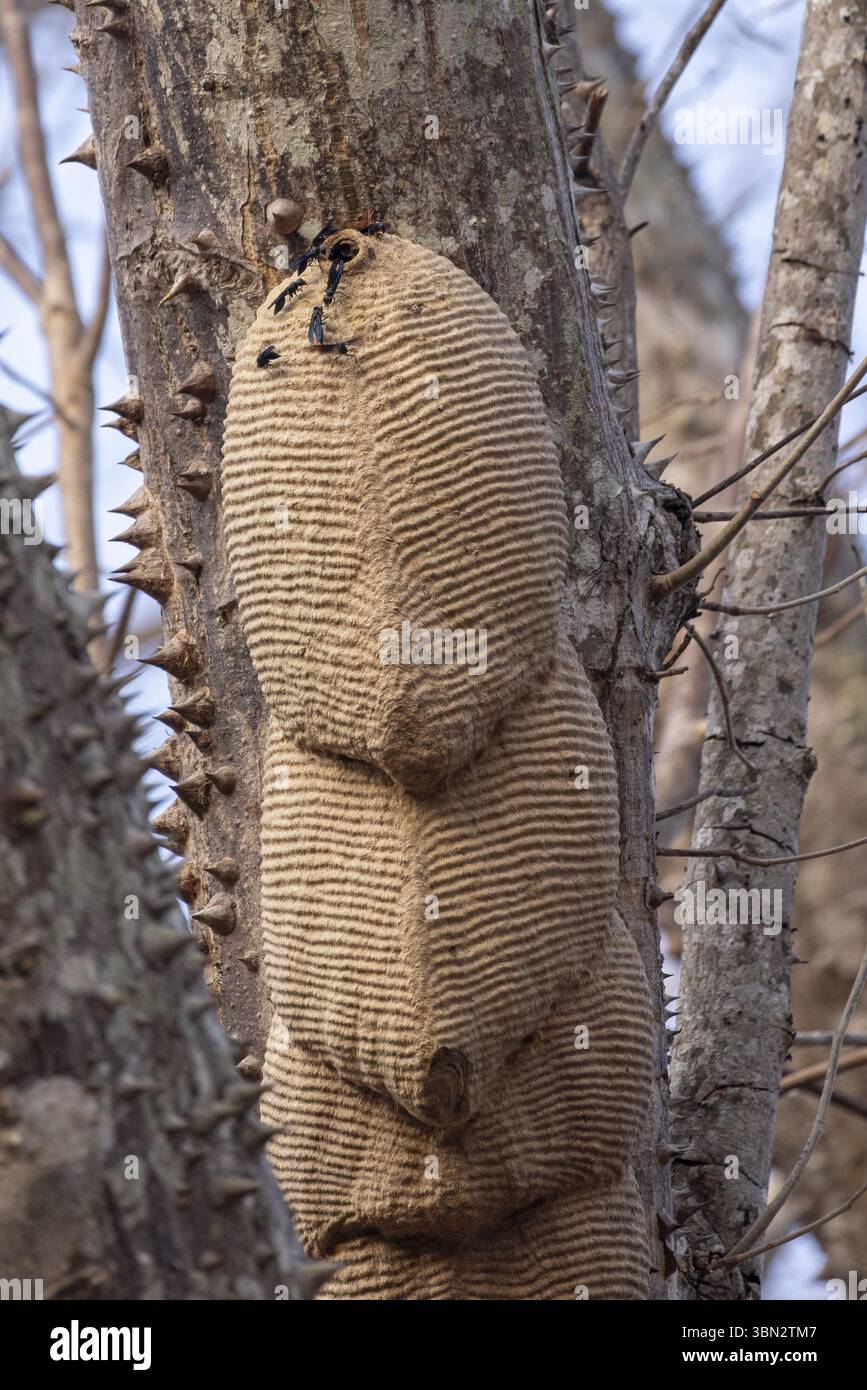 Warrior wasp nest (Synoeca septentrionalis) als o known as drumming ...