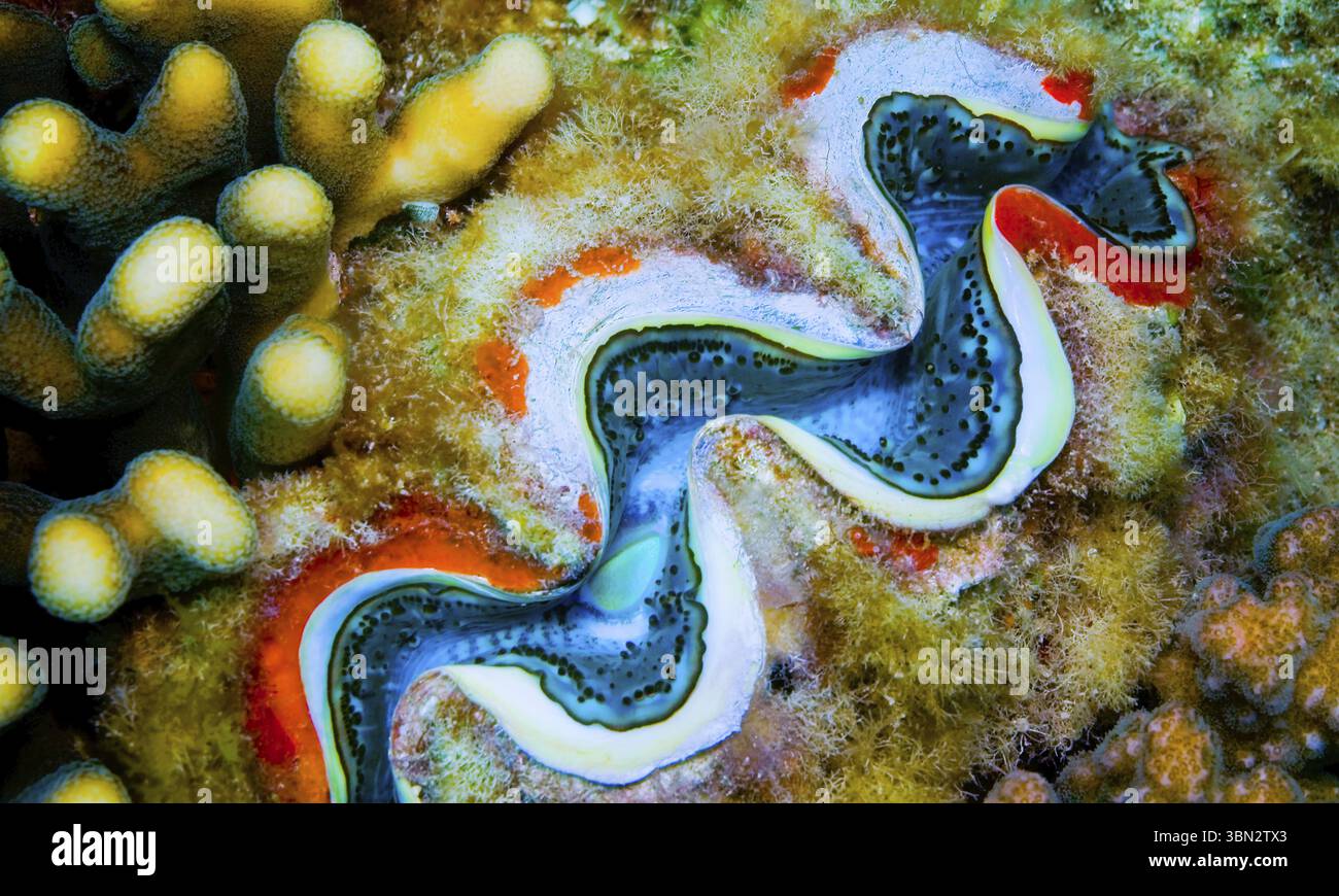 Giant Clam, Tridacna maxima, Reef Building Corals, Coral Reef, Red Sea ...