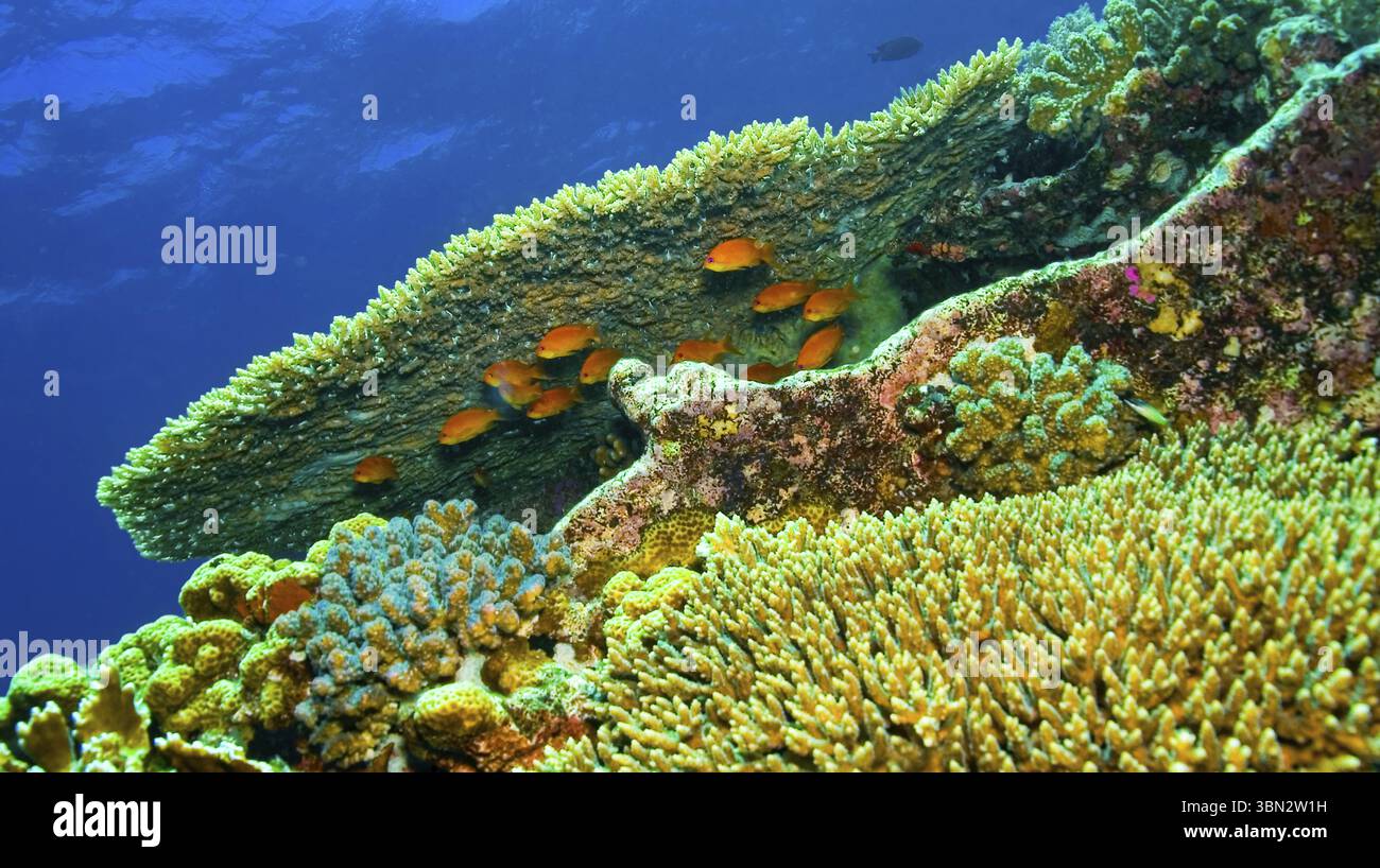 Underwater Landscape, Reef Building Corals, Coral Reef, Red Sea, Egypt ...