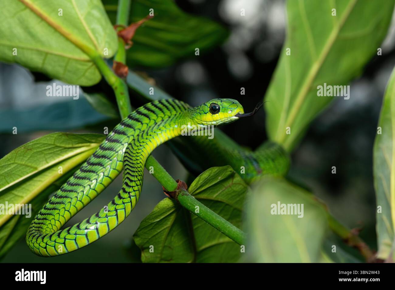 Highly venomous adult male boomslang (Dispholidus typus), also known as ...