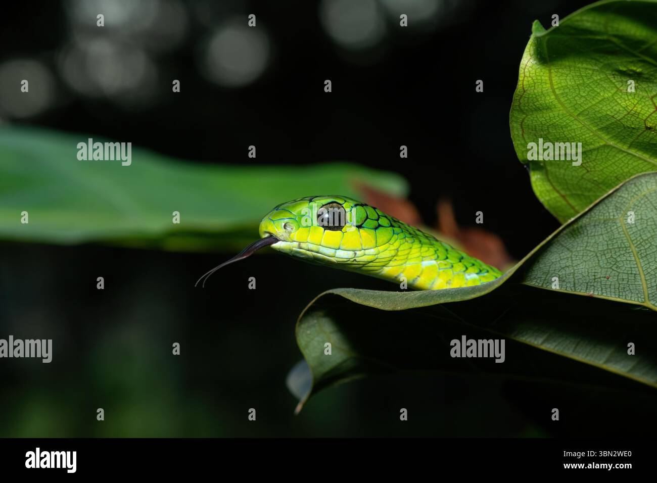 Highly venomous adult male boomslang (Dispholidus typus), also known as ...