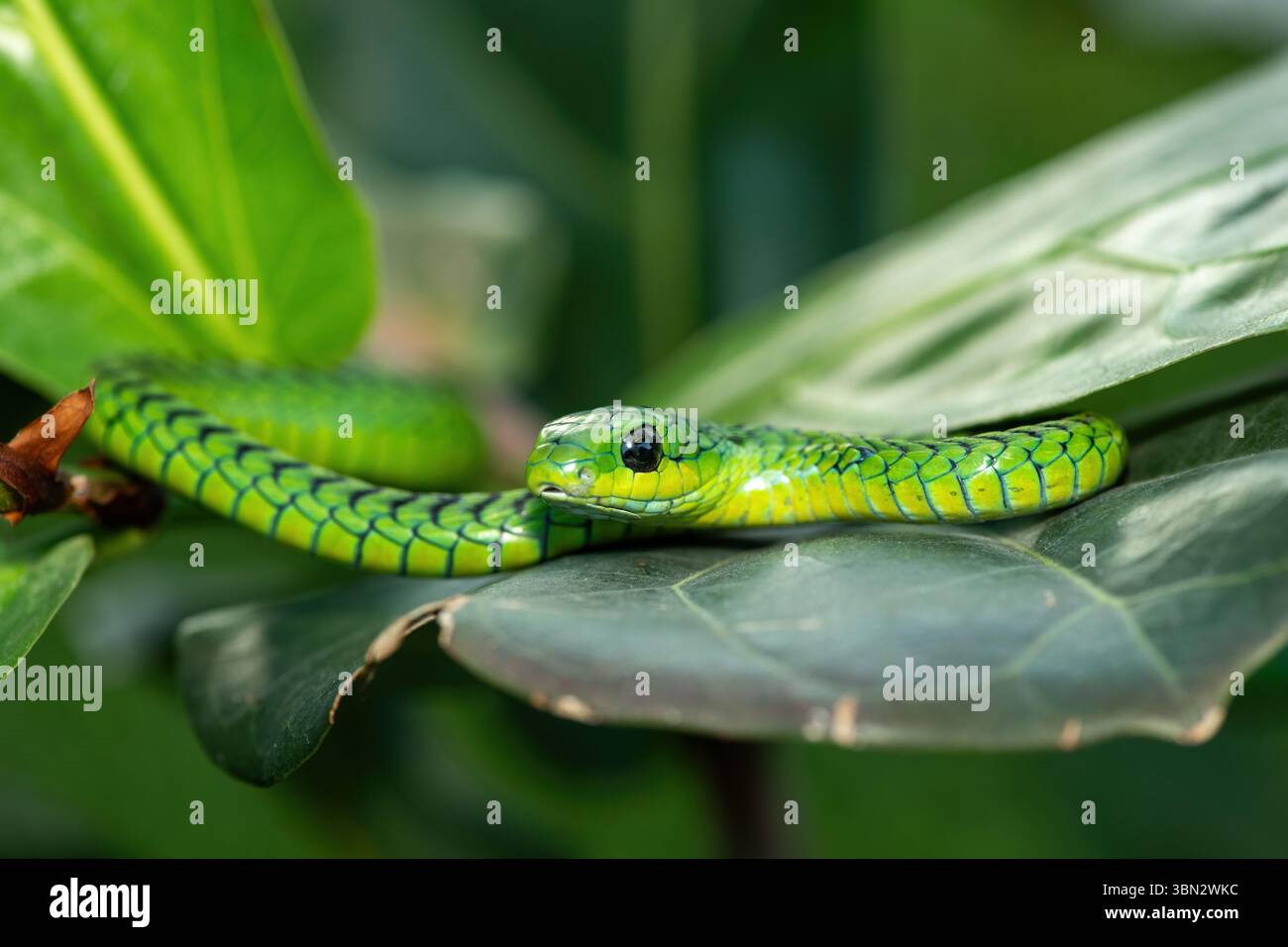Highly venomous adult male boomslang (Dispholidus typus), also known as ...