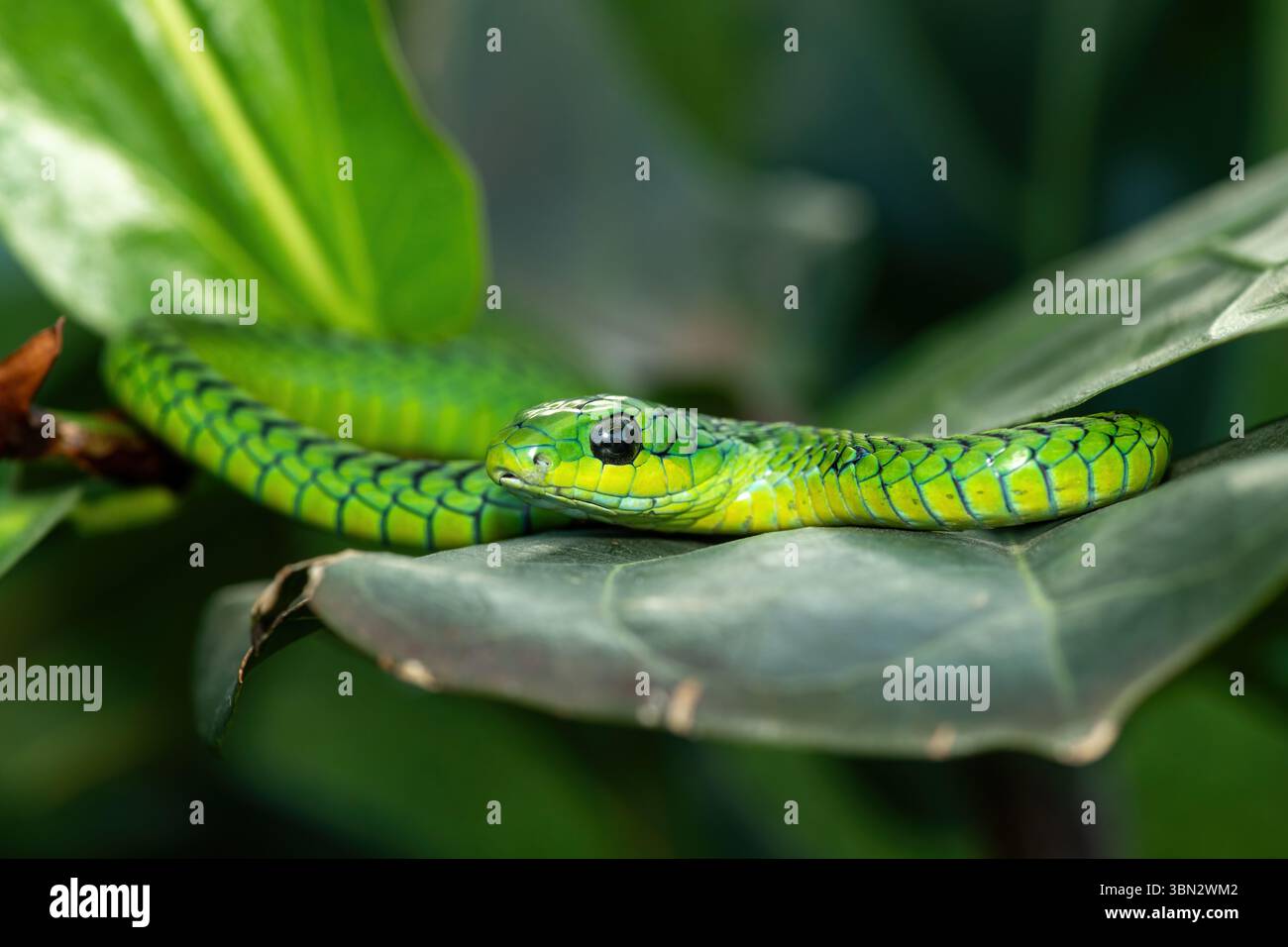 Highly venomous adult male boomslang (Dispholidus typus), also known as ...