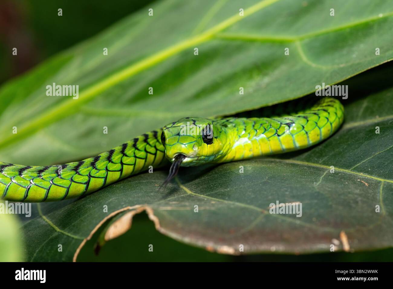 Highly venomous adult male boomslang (Dispholidus typus), also known as ...