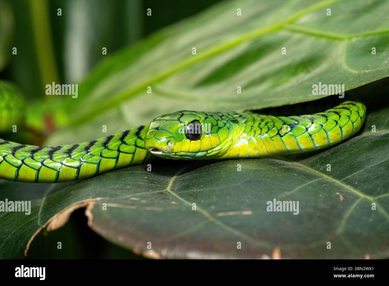 Highly venomous adult male boomslang (Dispholidus typus), also known as ...