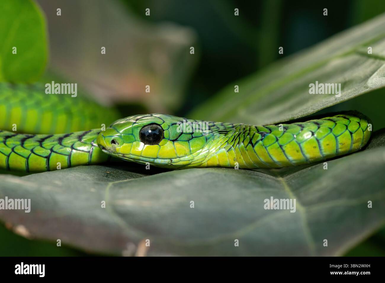 Highly venomous adult male boomslang (Dispholidus typus), also known as ...
