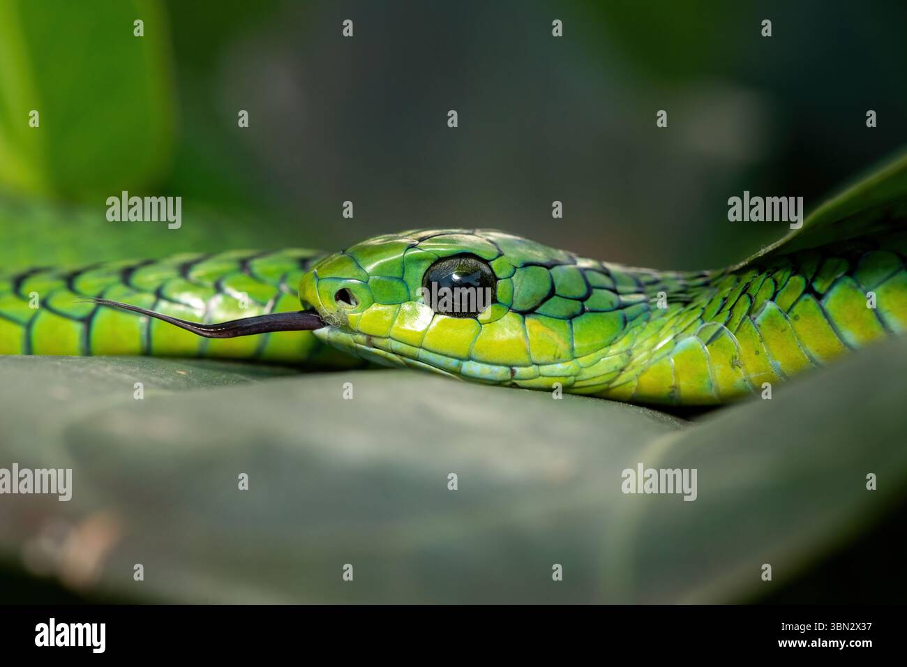 Highly venomous adult male boomslang (Dispholidus typus), also known as ...