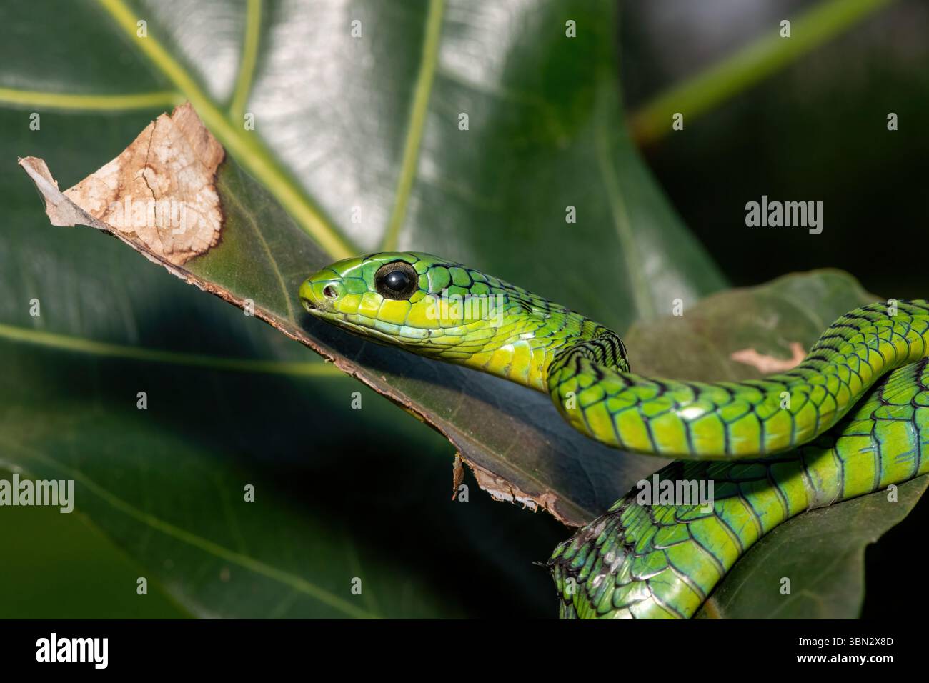 Highly venomous adult male boomslang (Dispholidus typus), also known as ...