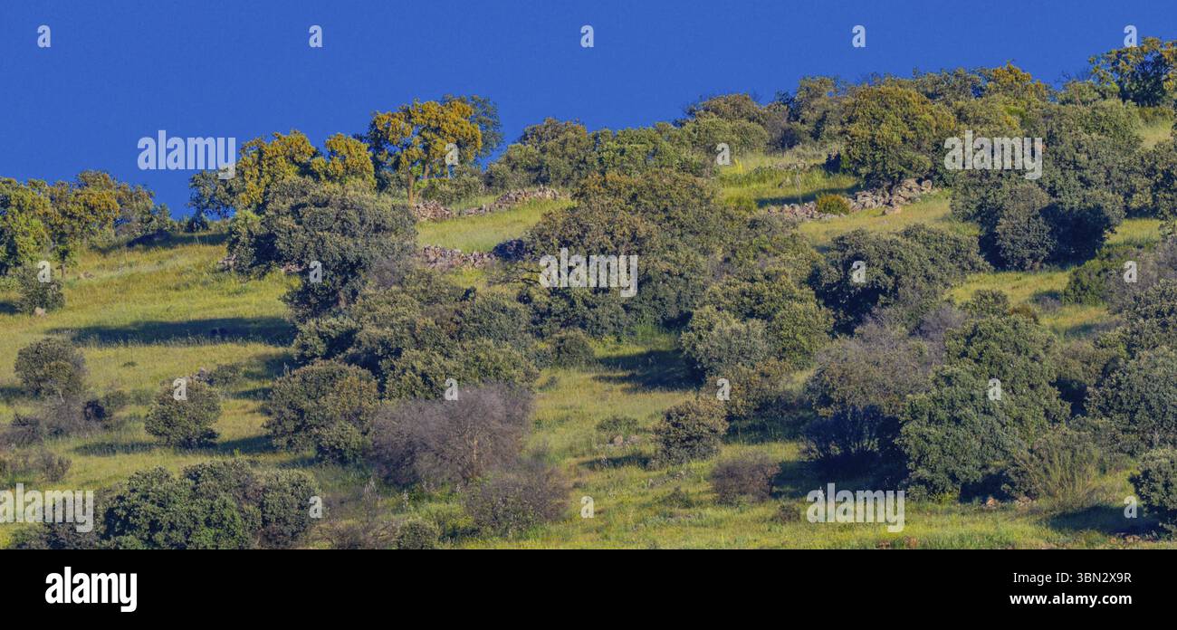Mediterranean Forest Landscape, Castilla La Mancha, Spain, Europe Stock ...