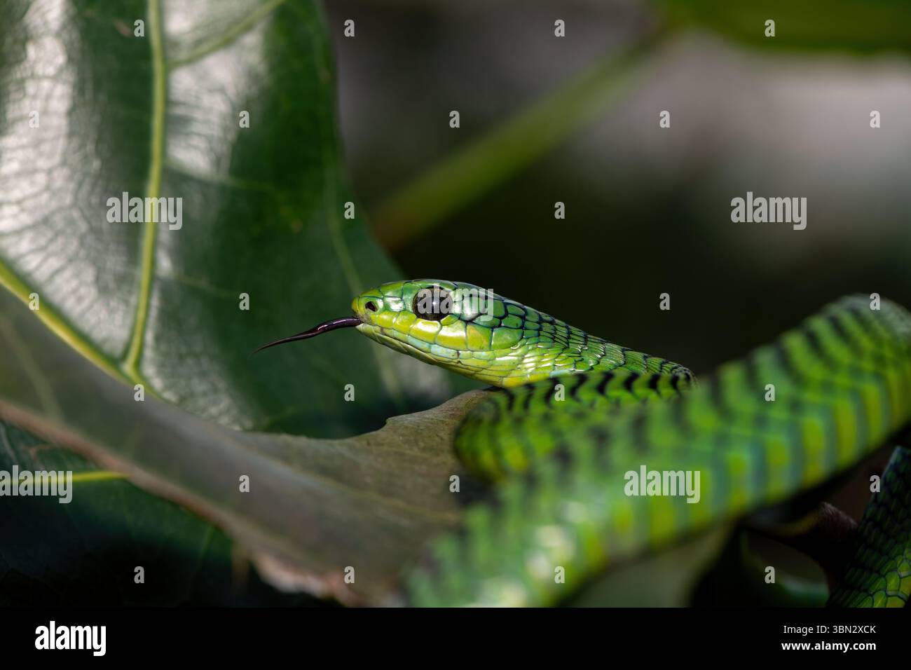 Highly venomous adult male boomslang (Dispholidus typus), also known as ...