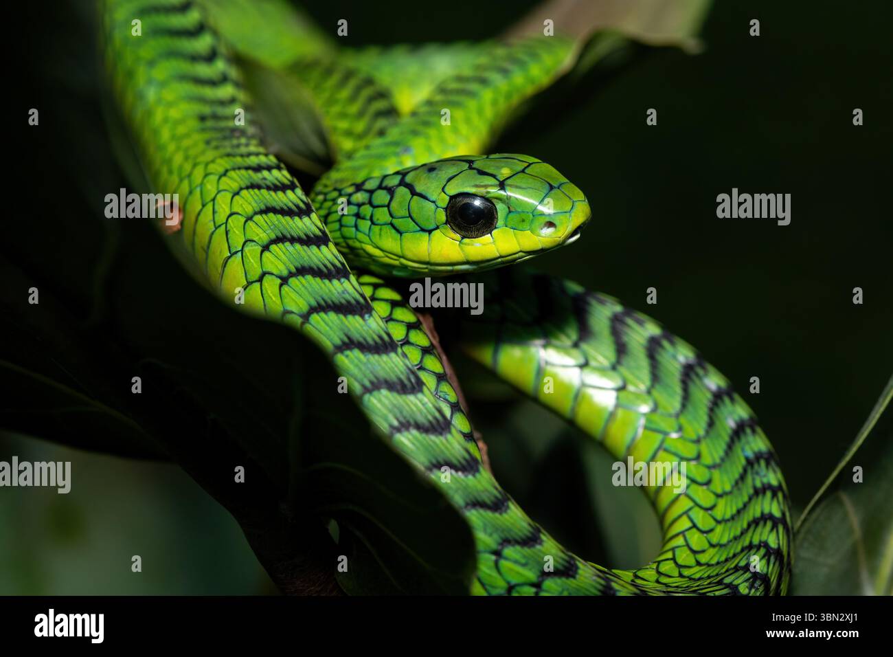 Highly venomous adult male boomslang (Dispholidus typus), also known as ...