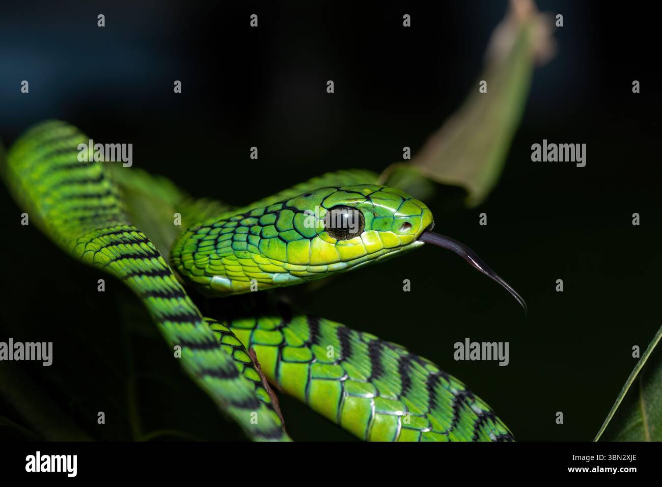 Highly venomous adult male boomslang (Dispholidus typus), also known as ...