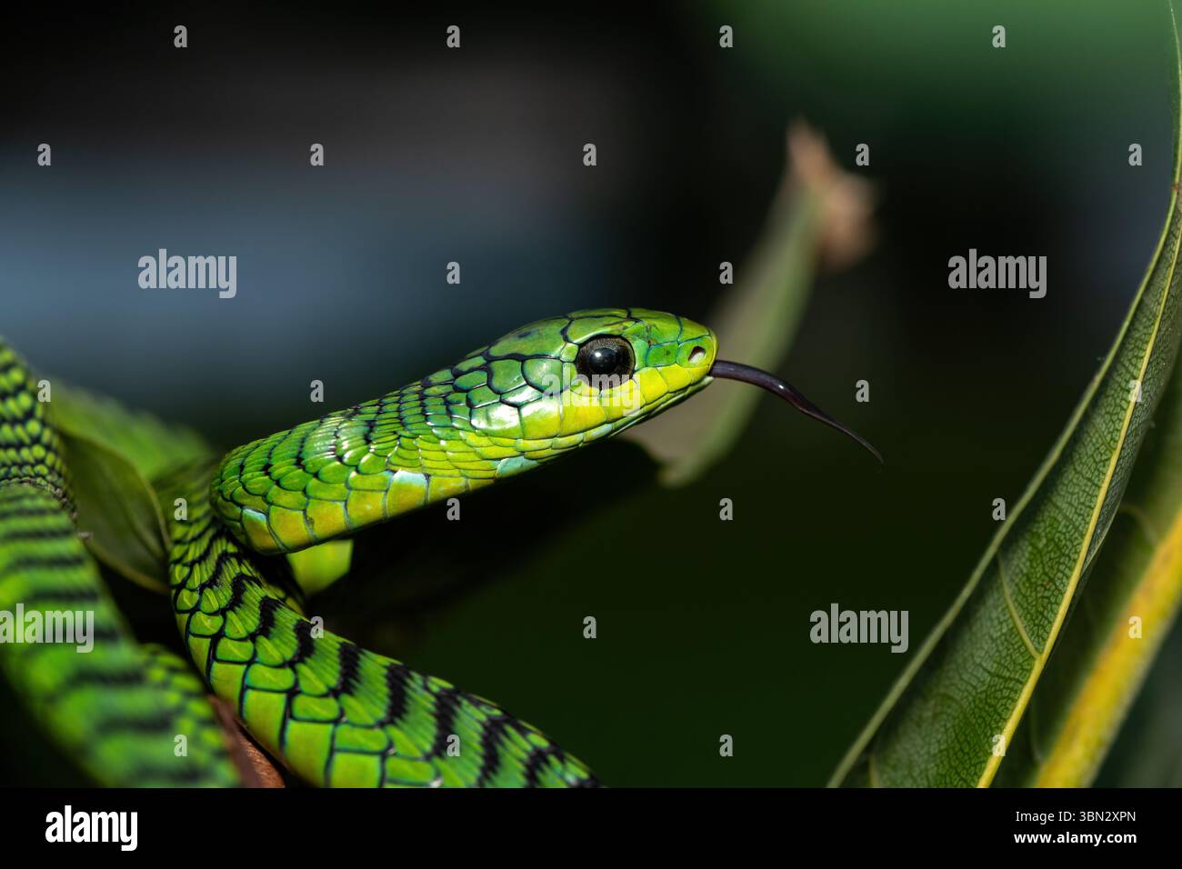 Highly venomous adult male boomslang (Dispholidus typus), also known as ...