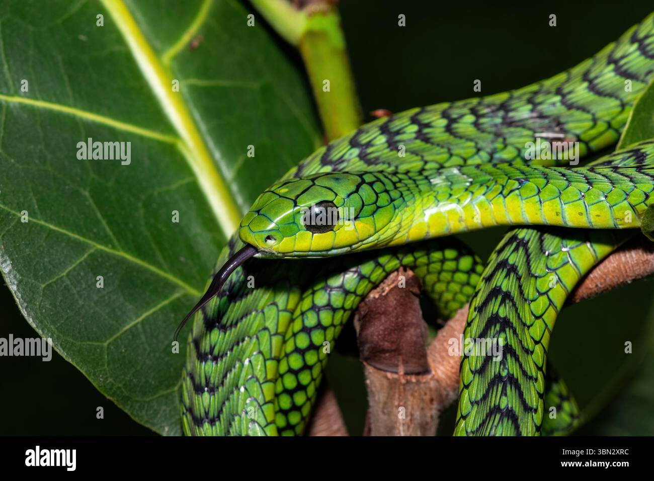 Highly venomous adult male boomslang (Dispholidus typus), also known as ...