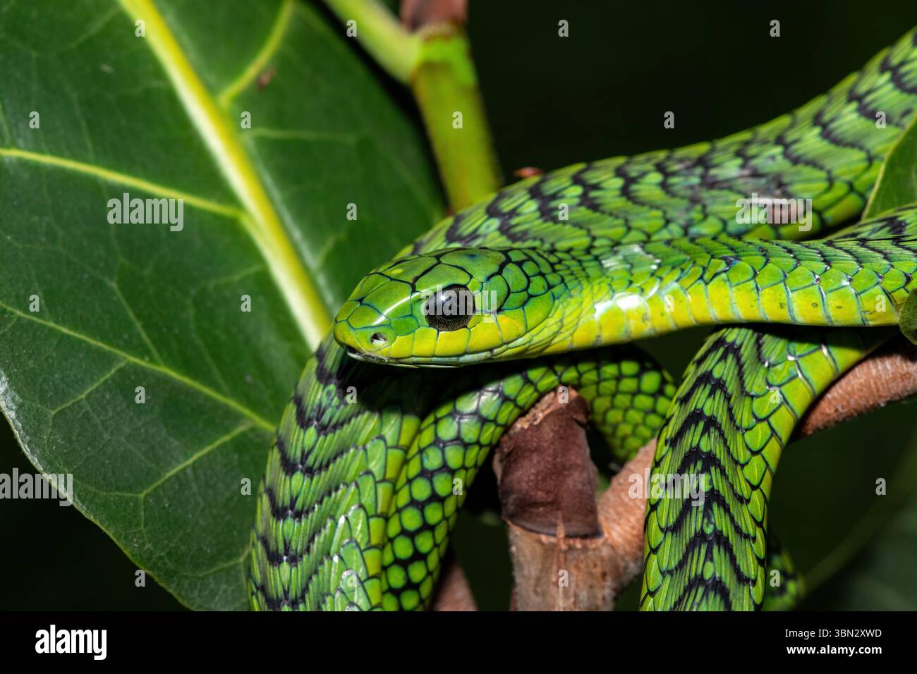Highly venomous adult male boomslang (Dispholidus typus), also known as ...