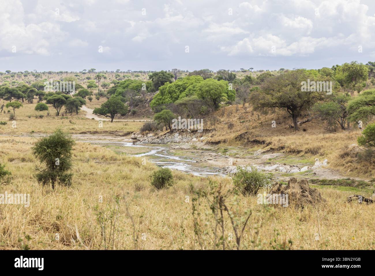 Panorama view with dry river in Tarangire National Park in Tanzania ...
