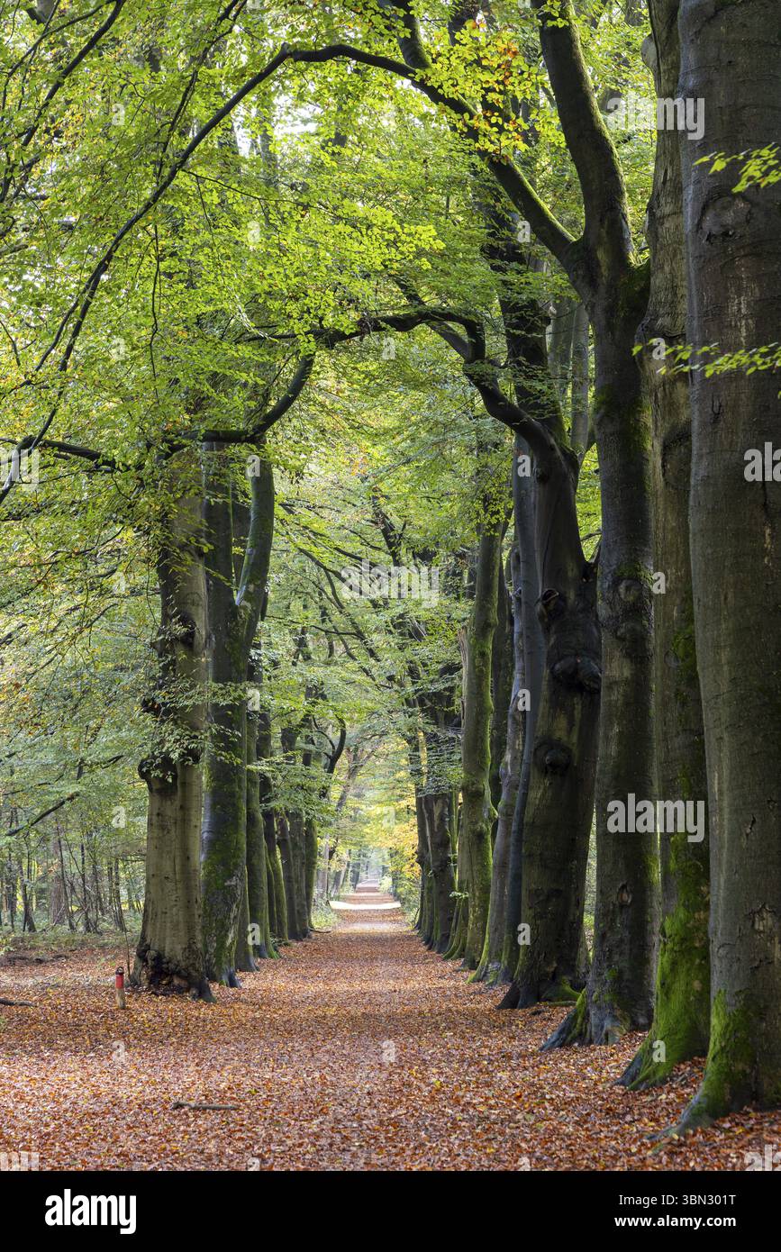 Beech avenue in the forest during autumn at Veluwe Gelderland in The ...