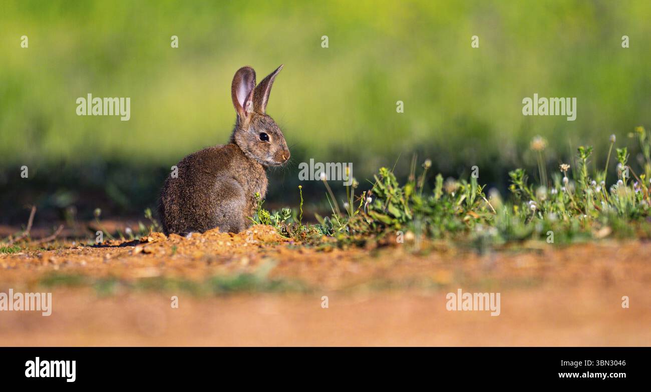 European Rabbit, Oryctolagus cuniculus, Mediterranean Forest, Castilla ...