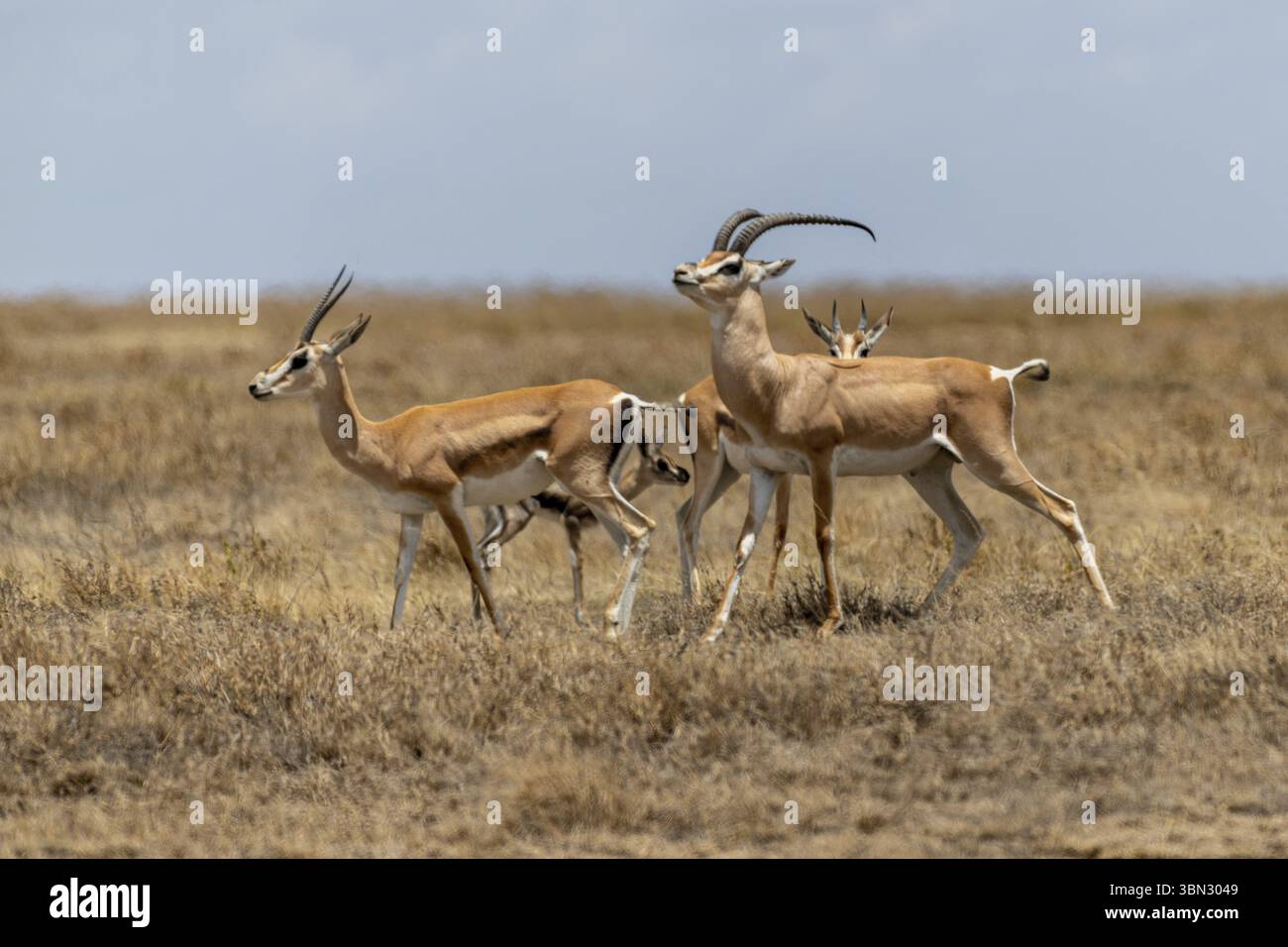 Wild Thomson's gazelles in serengeti national park Stock Photo - Alamy