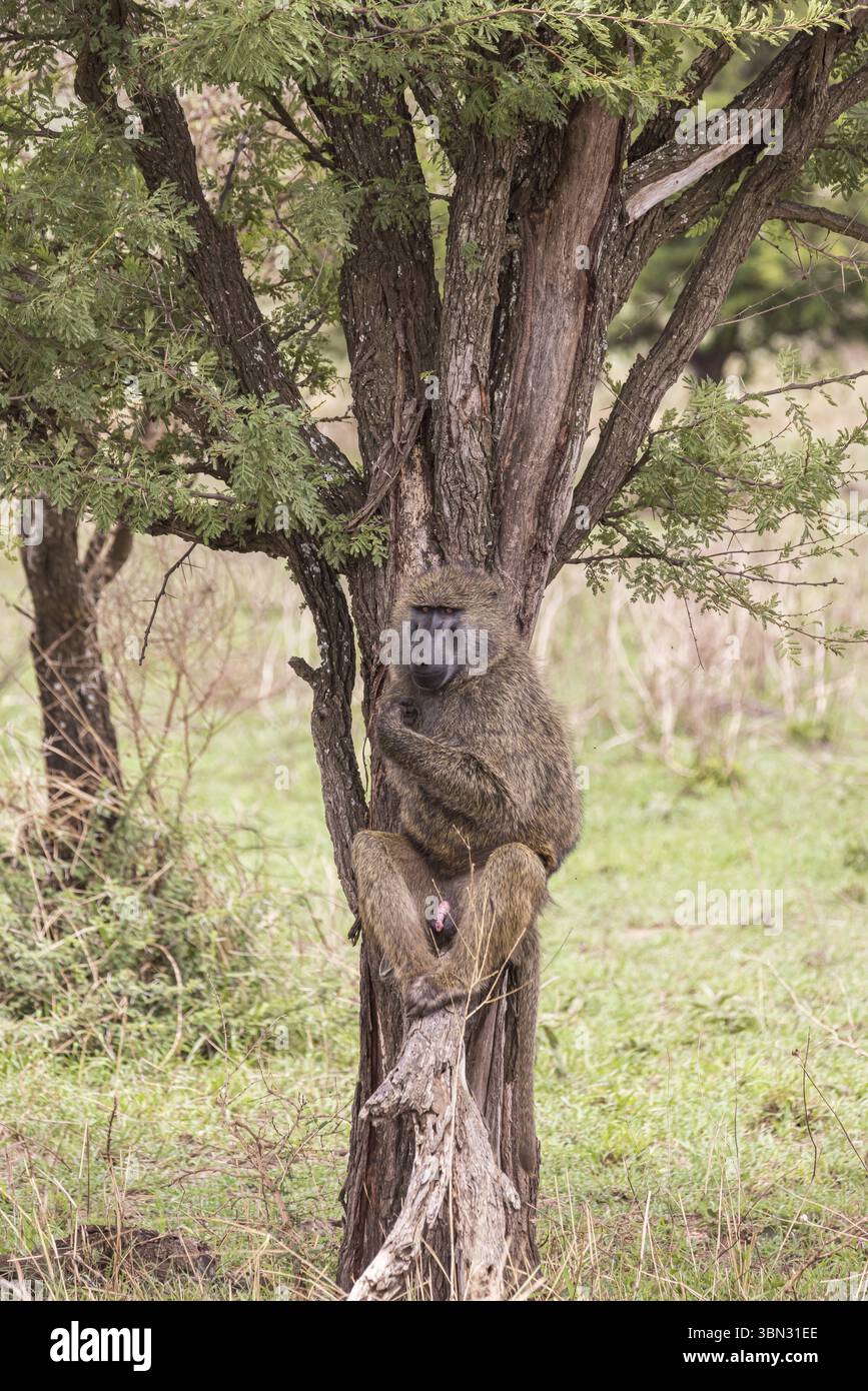 Male Baboon sitting on trunk throne under tree in Serengeti in Tanzania ...