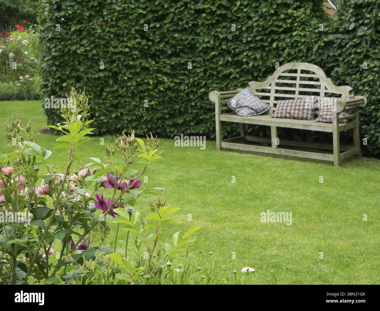 Wooden bench on a green lawn, hung by a dense green hedge, Borken ...