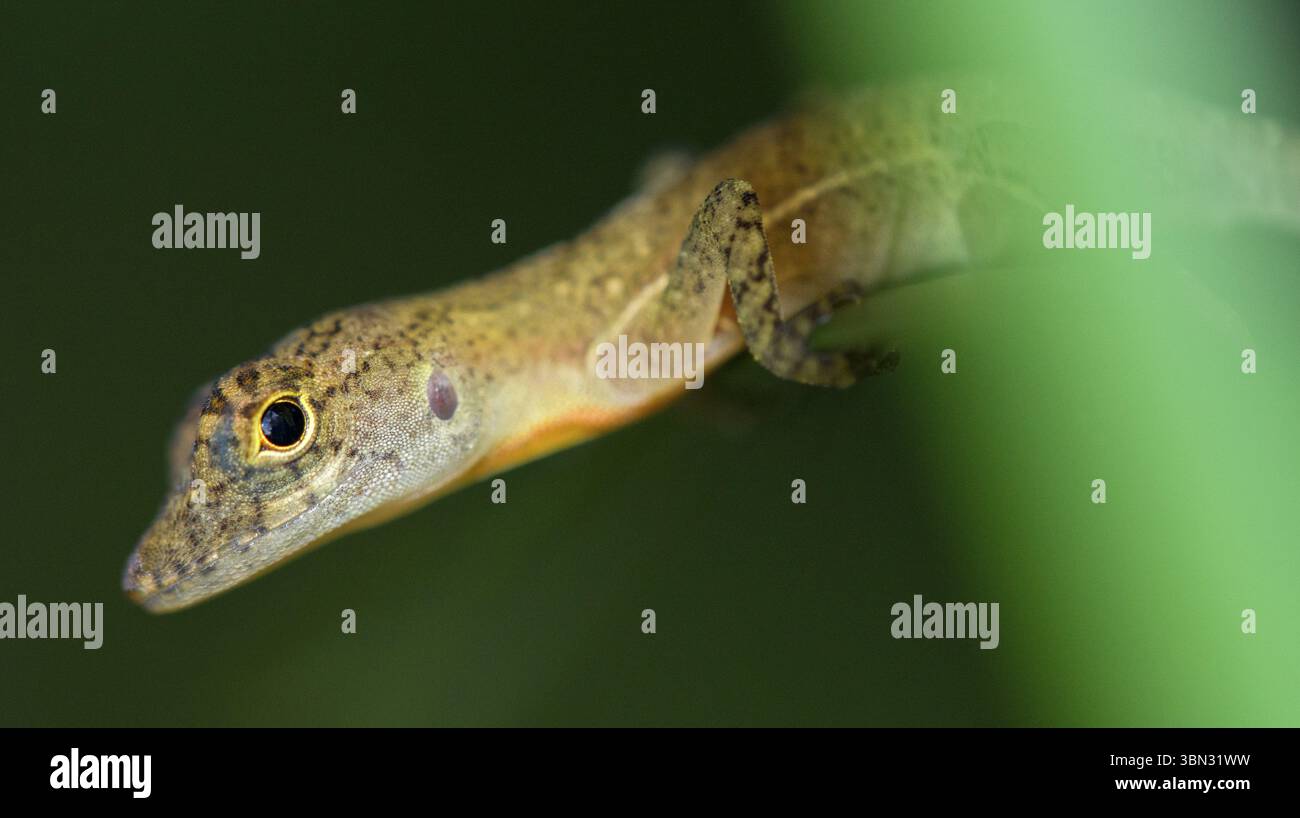 Anolis, Anole Lizard, Tropical Rainforest, Corcovado National Park, Osa ...