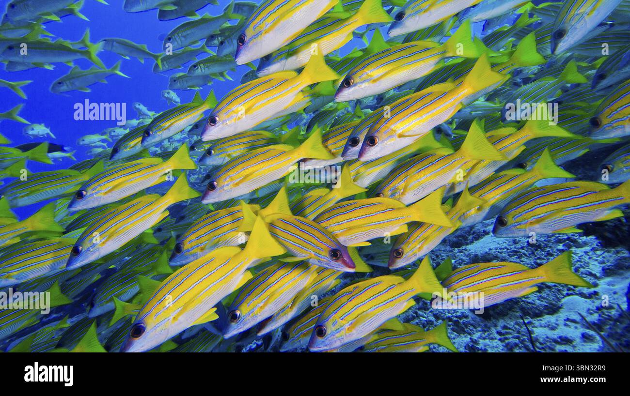 Blue-striped Snapper, Lutjanus kasmira, North Ari Atoll, Maldives ...