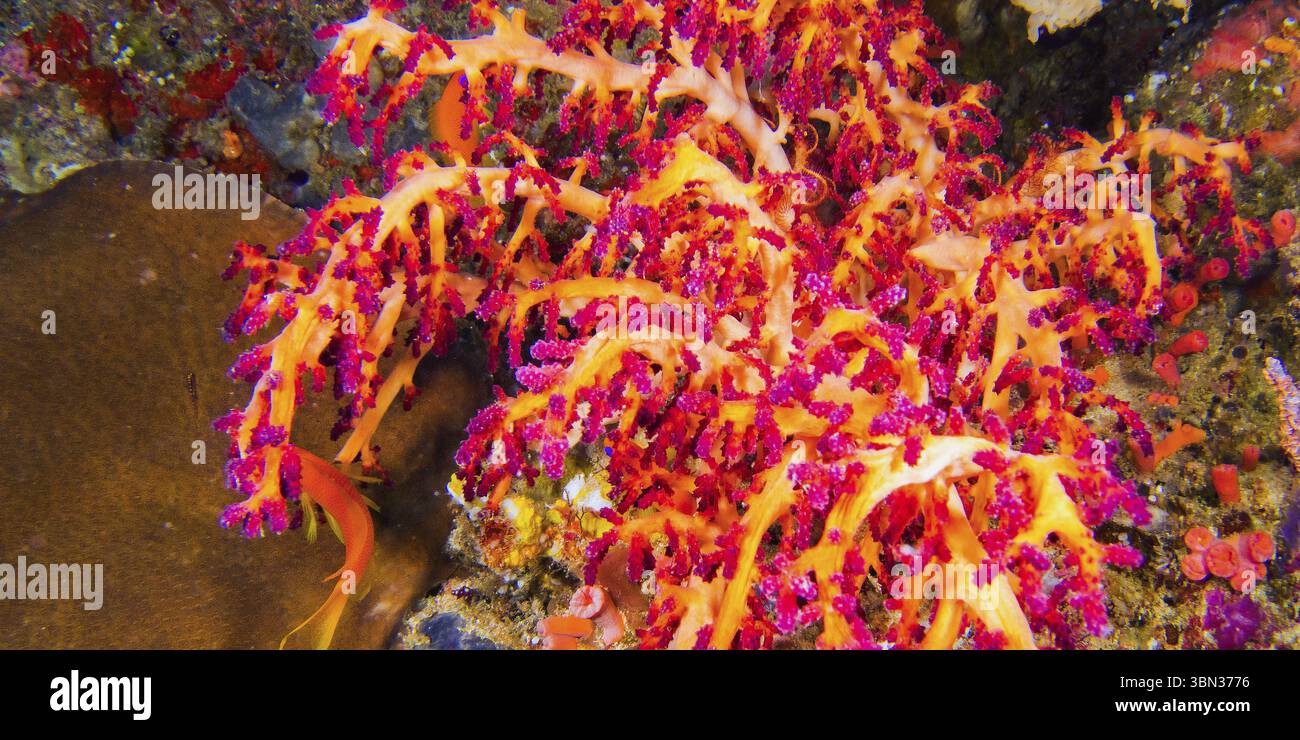 Multi-branched Coral Trees, Soft Coral, Reef Building Corals, Coral ...