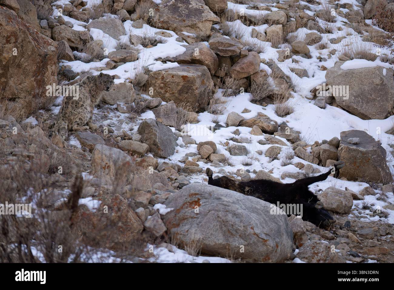 Snow Leopard (Panthera uncia) in the wild in Ladakh India during winter ...