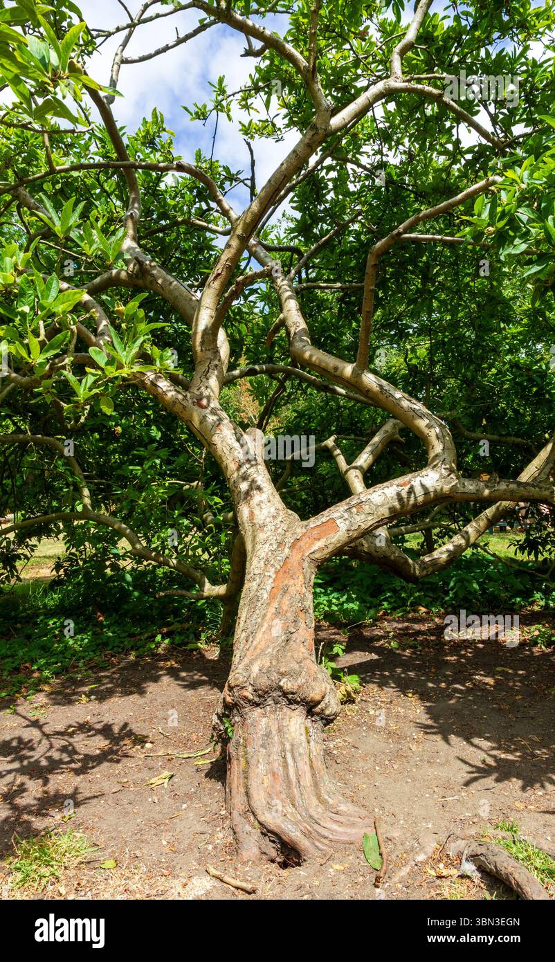 climbing tree The Orchard tea rooms Grantchester Cambridge Stock Photo ...