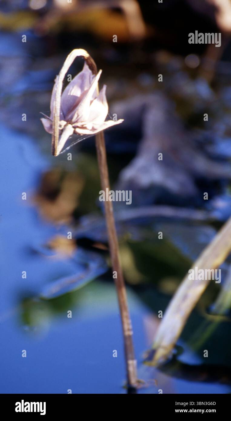 Withered lotus bud hi-res stock photography and images - Alamy