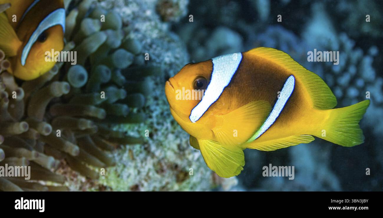 Red Sea Clownfish, Two Banded Anemonefish, Amphiprion bicintus, Coral ...