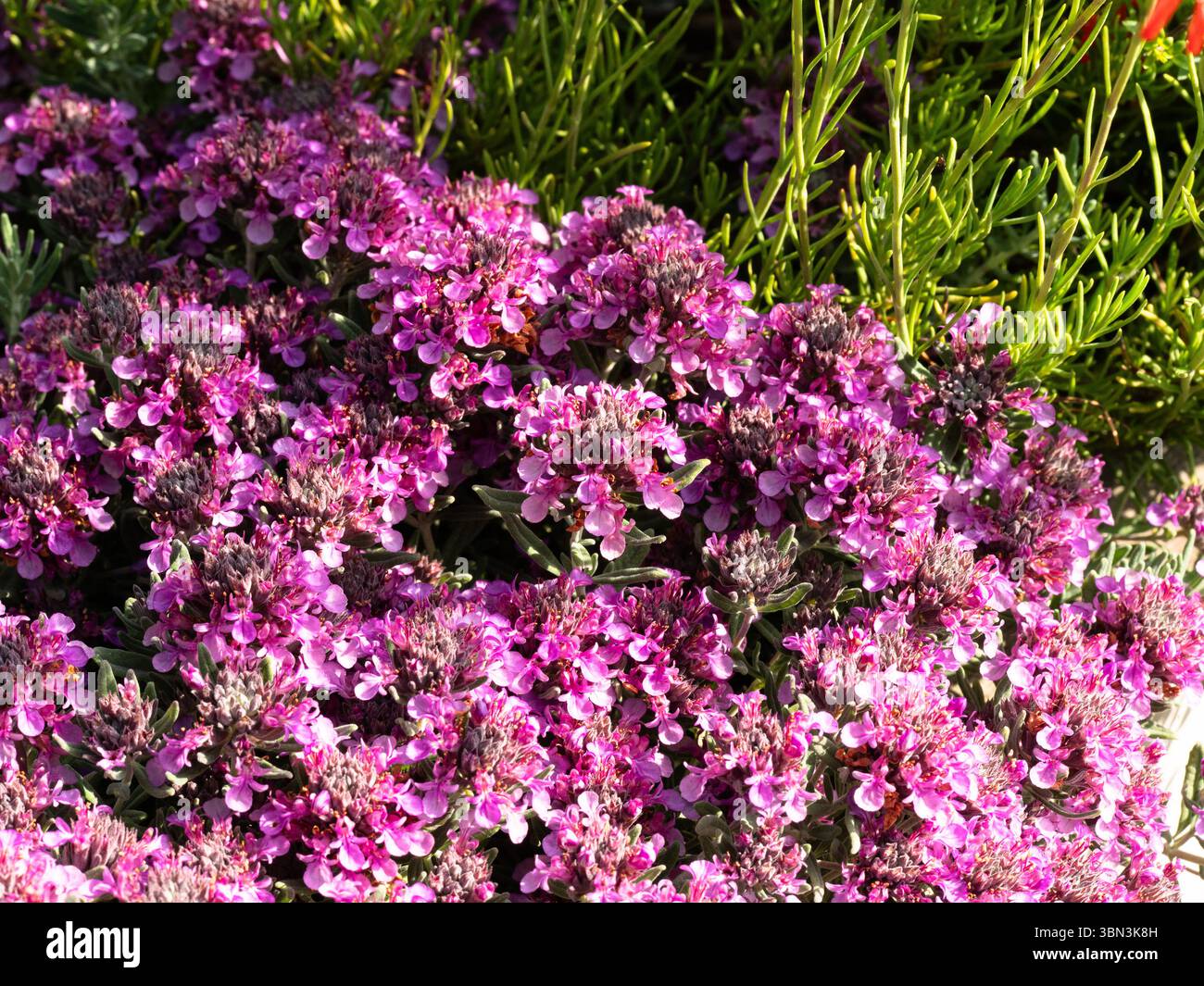 A large spreading mat of the deep pink flowered Teucrium ackermanii ...