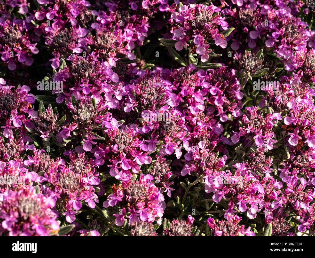 A large spreading mat of the deep pink flowered Teucrium ackermanii ...