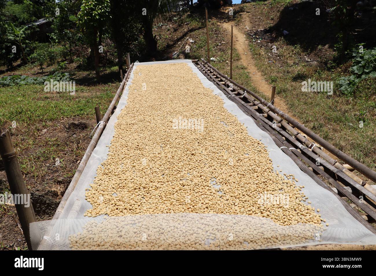 Raw coffee beans drying on hi-res stock photography and images - Alamy