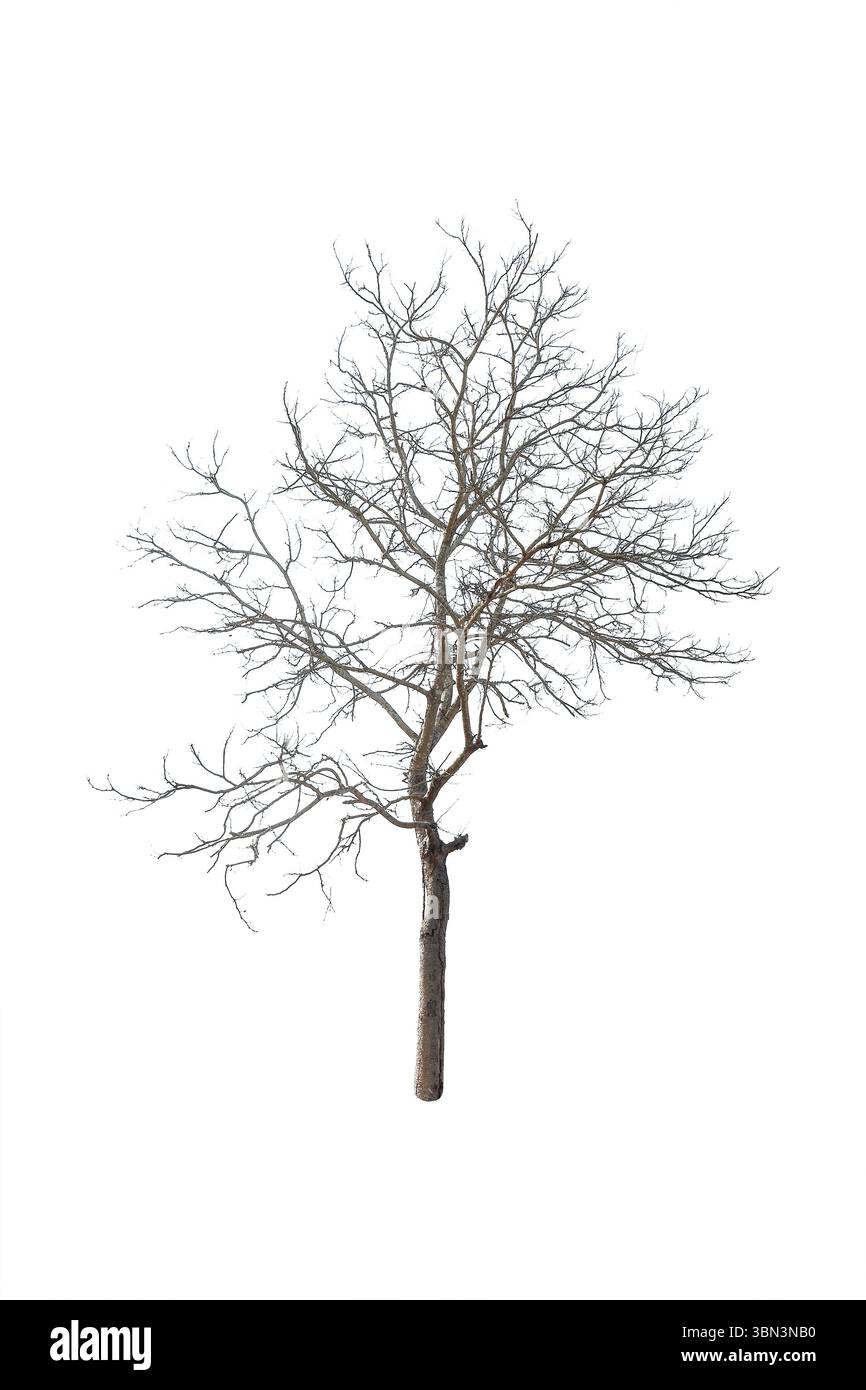 Forest without foliage Cut Out Stock Images & Pictures - Alamy