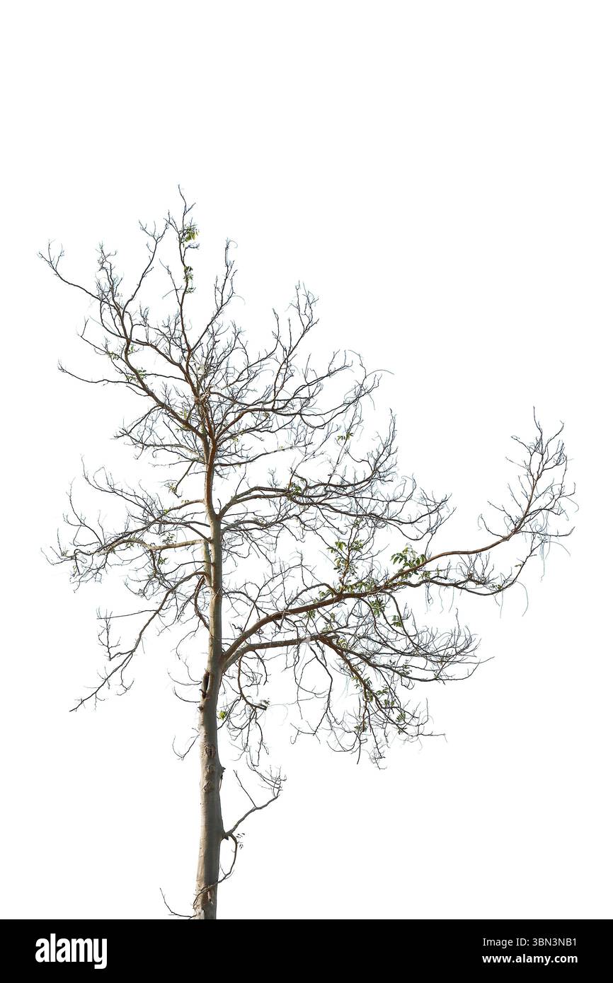 Tree without leaf hi-res stock photography and images - Alamy