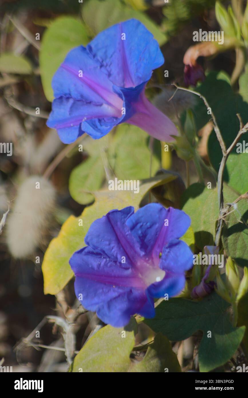 Ipomoea indica (family Convolvulaceae) commonly known as blue morning ...
