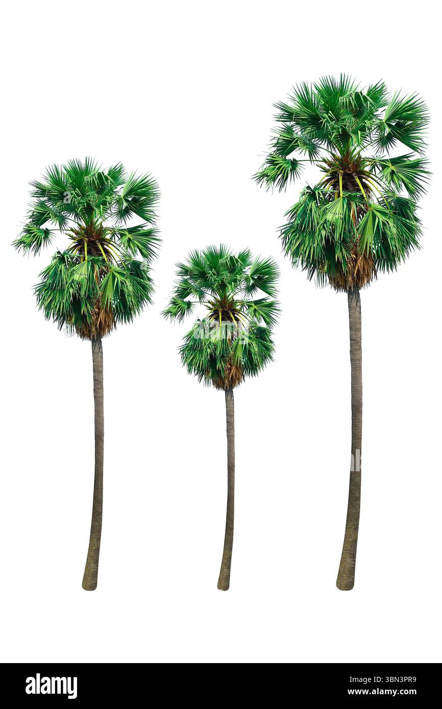 Sugar palm tree hi-res stock photography and images - Alamy