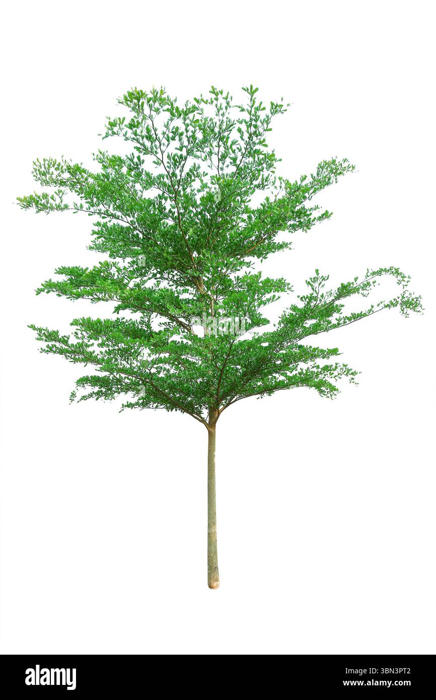 it is terminalia ivorensis chev. tree isolated on white Stock Photo - Alamy